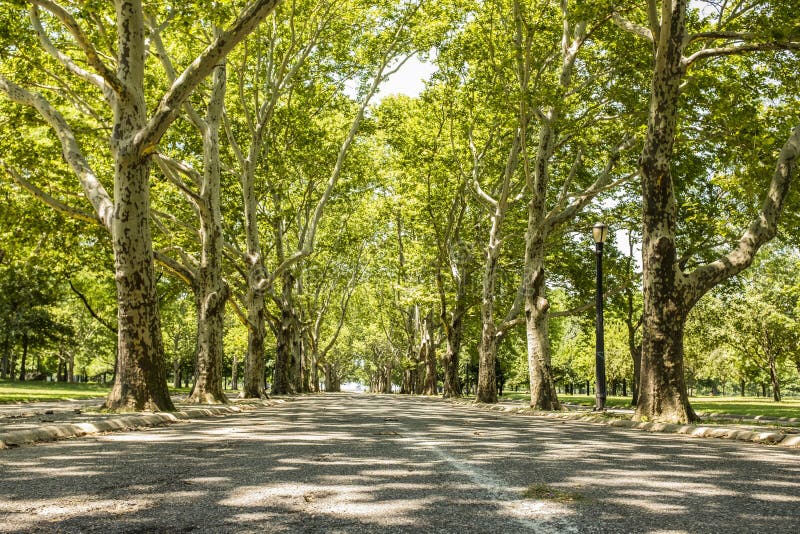 A Footpath in between Trees Stock Photo - Image of labdscape, green ...