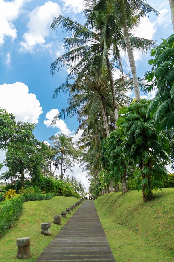 Footpath in a Tropical Park. Tall Palm Trees and Green Lawn Stock Image ...