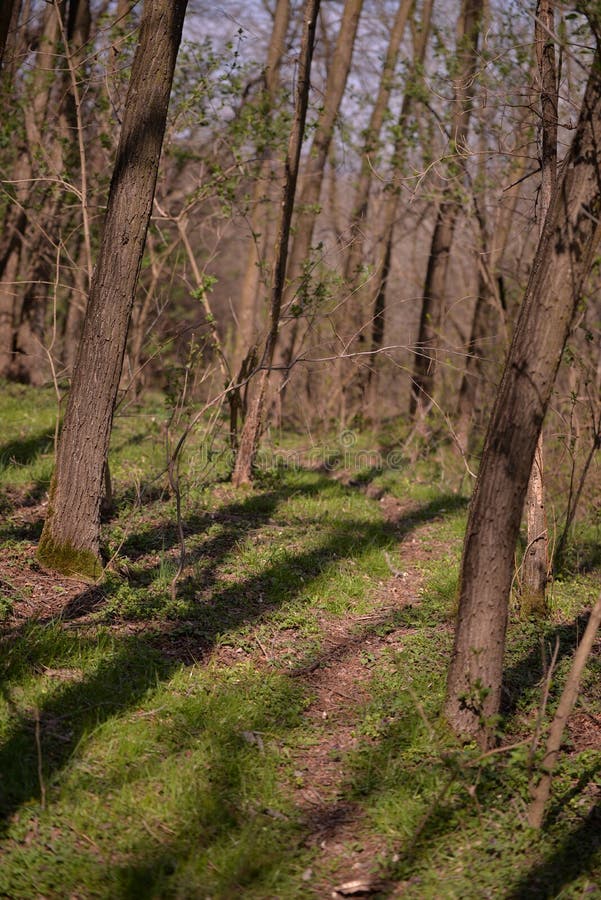 Footpath Trough the Leafless Forest during Spring Season Stock Image ...