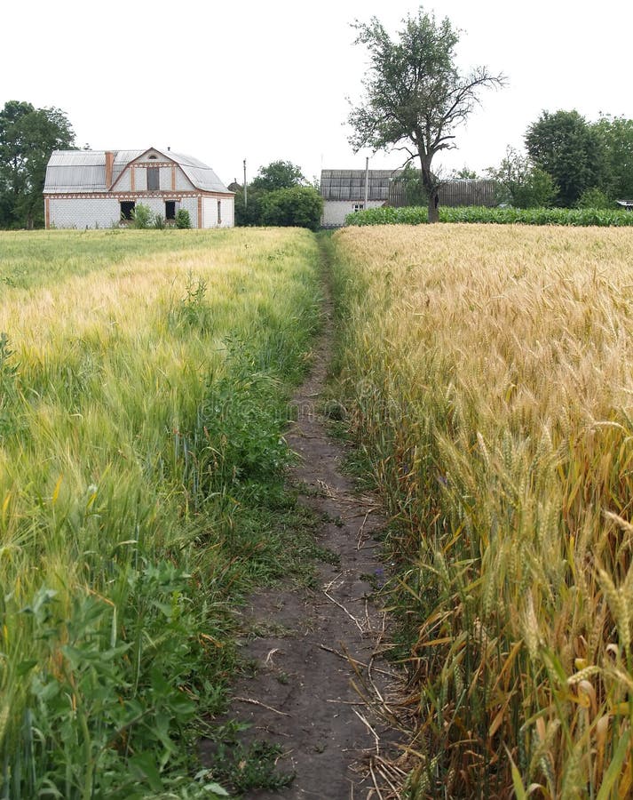 Footpath between Two Fields Stock Image - Image of fields, white: 78889543