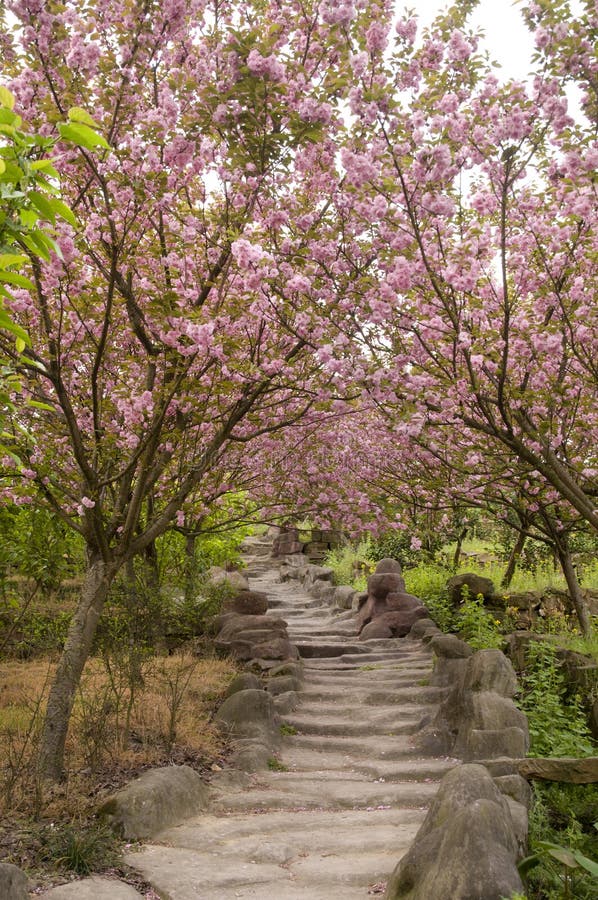 Cherry blossom pathway stock photo. Image of seasonal - 38224148