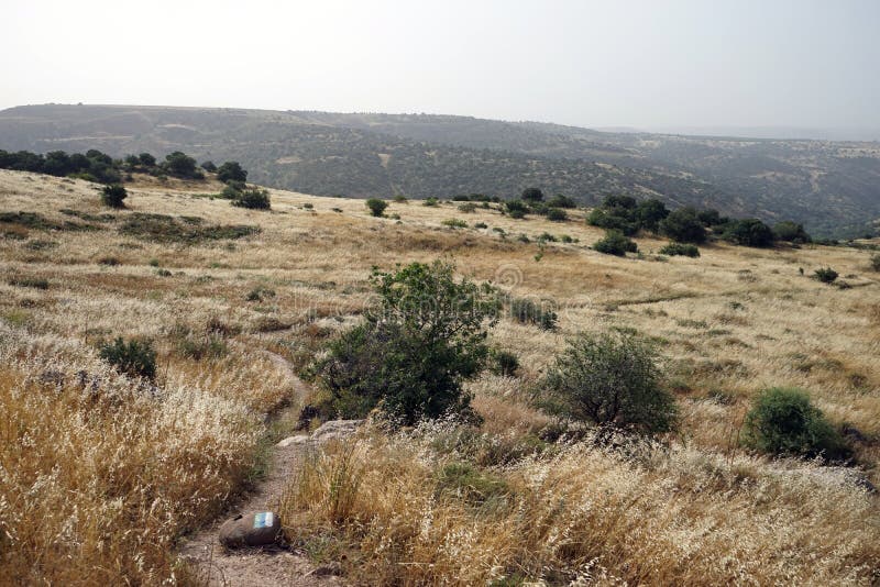 Wadi Mezar stock photo. Image of green, nature, tree - 117936064