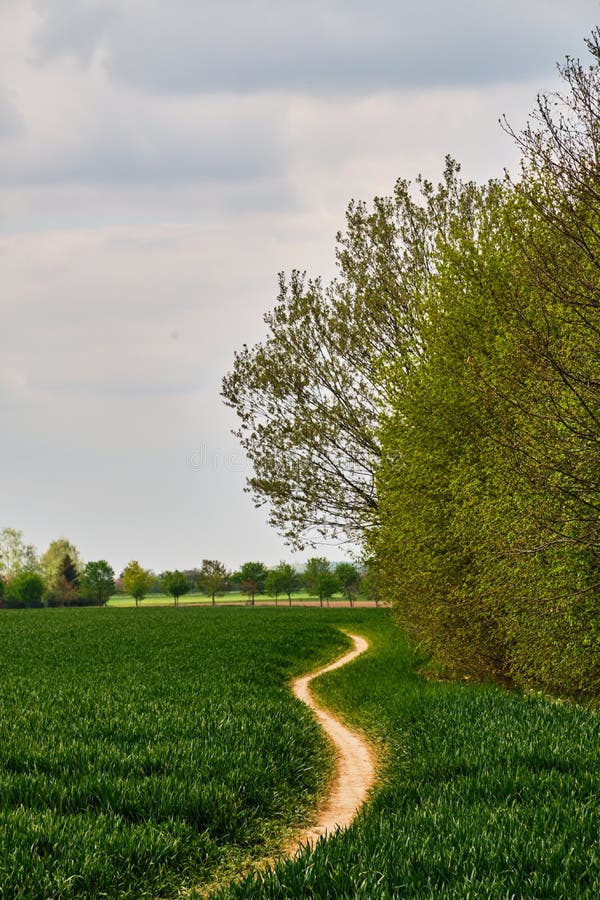 Footpath in wheat field stock photo. Image of land, road - 180536460