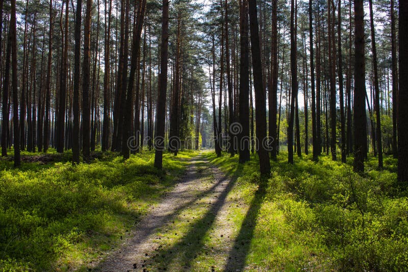 Footpath in the Wild Sunny Forest with Trees Shadows Stock Image ...