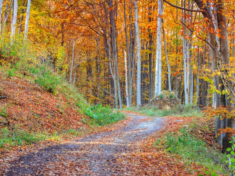 Footpath Winding through Colorful Forest Stock Image - Image of bright ...