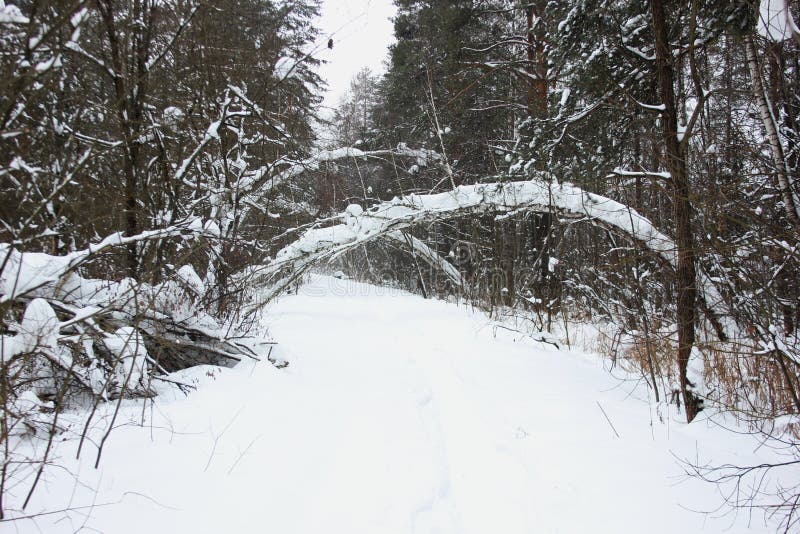 Footpath in the Winter Pine Forest. Cloudy Cold Day Stock Image - Image ...