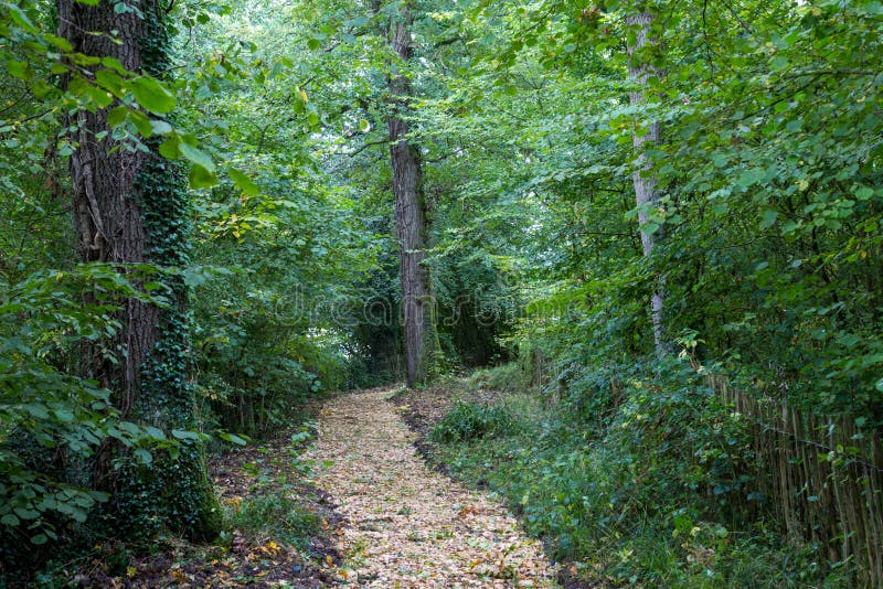 Footpath through Wooded Area Stock Photo - Image of trees, outdoor ...
