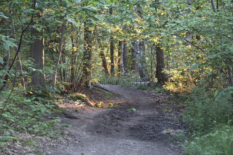 Footpath in the woods stock photo. Image of woods, natural - 235549796
