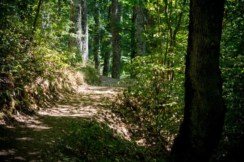 A footpath in the woods stock image. Image of pacific - 98324159
