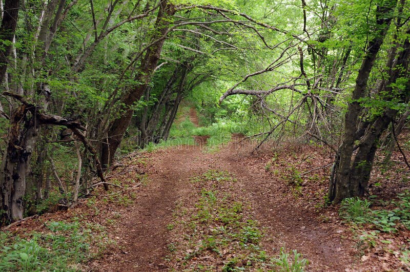 Footpath in the Woods in Spring Stock Photo - Image of path, footpath ...