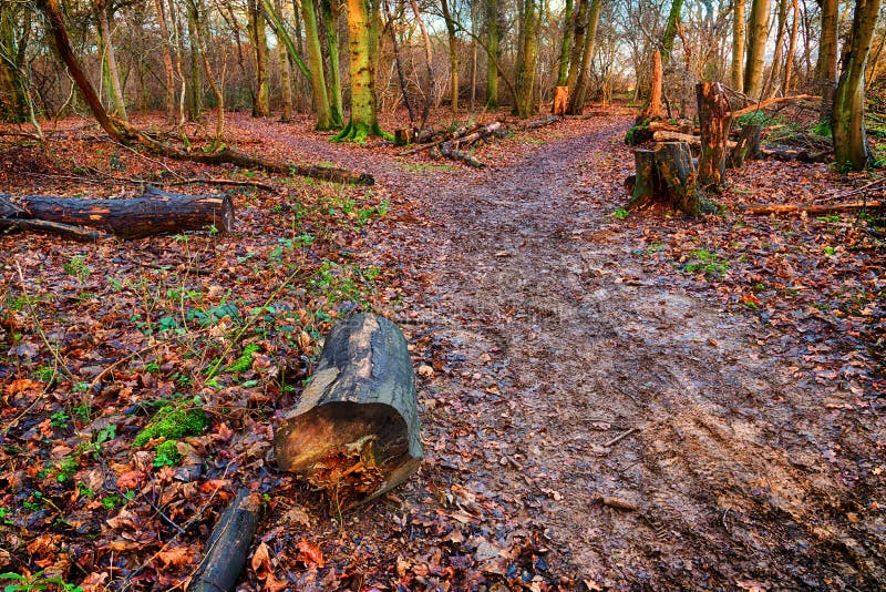 Footpath through the woods stock image. Image of footpath - 48676931