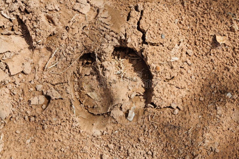 Footprint of buffalo. stock image. Image of footprint - 57162219