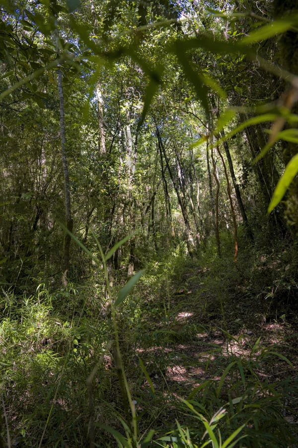 Footprint of the Footpath in the Thick Forest. Stock Image - Image of ...