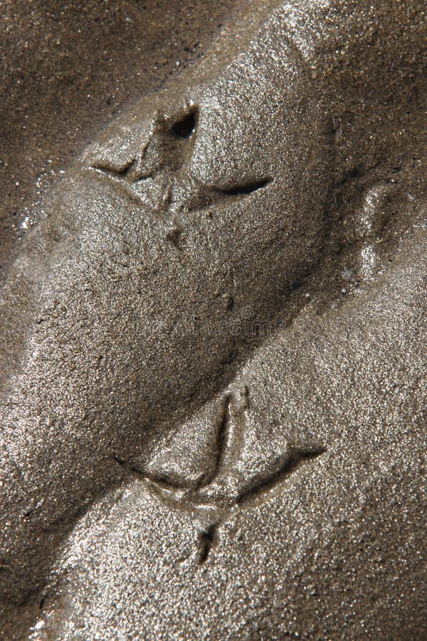 Footprint in the Sand on a Beach. Stock Image - Image of sand, detail ...
