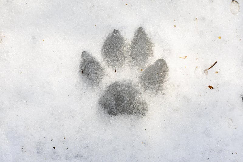 Footprint of a Large Dog in Wet Snow, Background, Horizontal..dog Stock ...