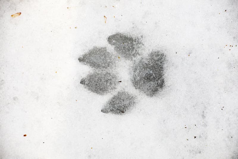 Footprint of a Large Dog in Wet Snow, Background, Horizontal..dog Stock ...