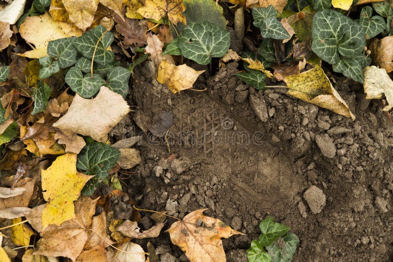 A Footprint among the Leaves in Forest. Stock Photo - Image of nature ...