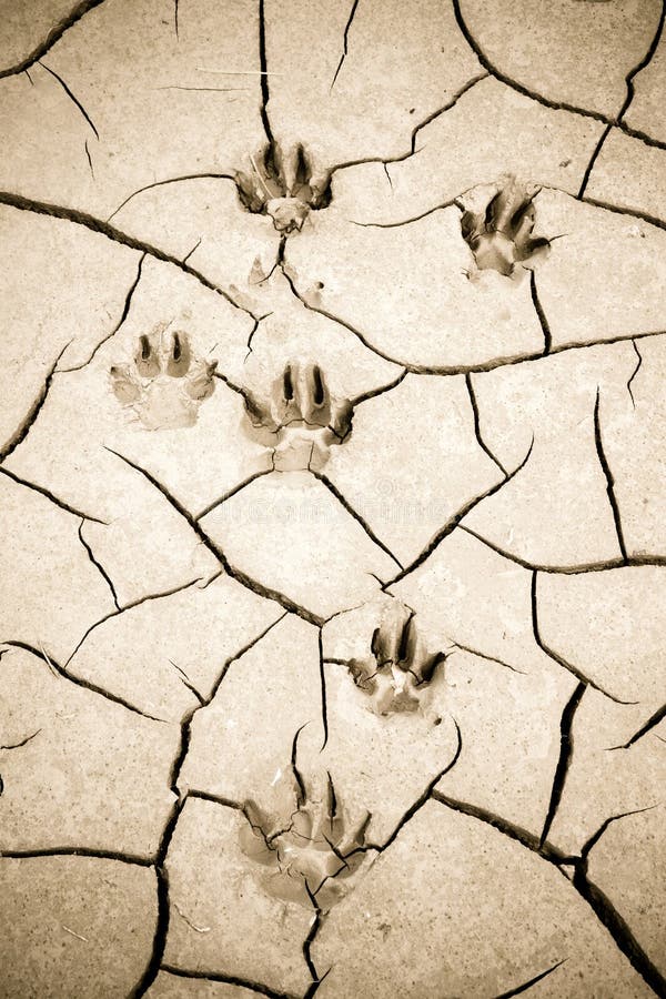 Footprint Left on a Muddy Sand by a Dog Paw Stock Image - Image of ...