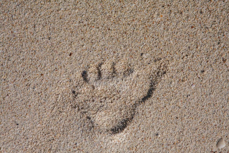 Footprint monkey. stock image. Image of monkey, asia - 86500483