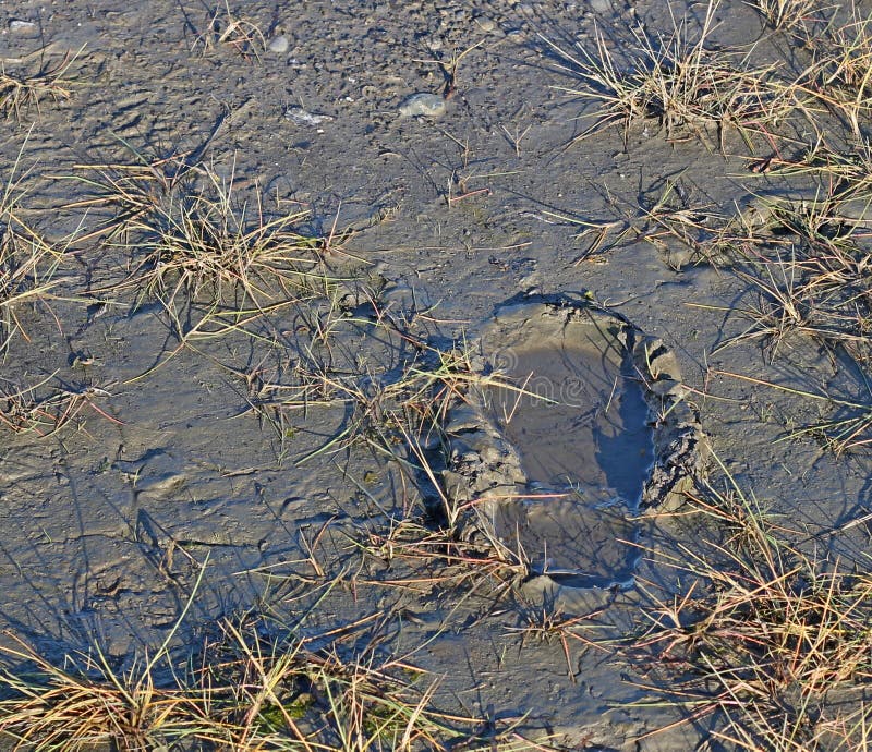 Footprint in the mud stock photo. Image of mudflat, groundwater - 21935724