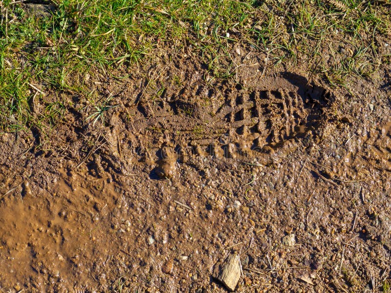 Footprint in the Mud - Grass and Mud Texture Stock Photo - Image of ...