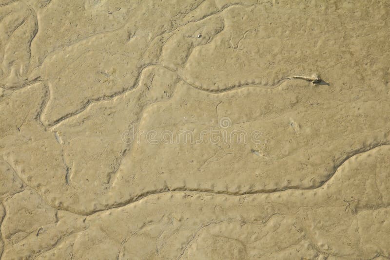 The Footprint of Mudskipper Stock Photo - Image of natural, swamp: 43034906