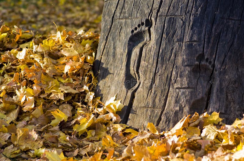 A Footprint among the Leaves in Forest. Stock Photo - Image of nature ...