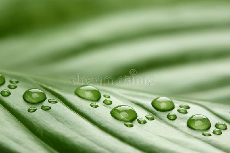 Water footprints on leaf stock photo. Image of frame - 15019718
