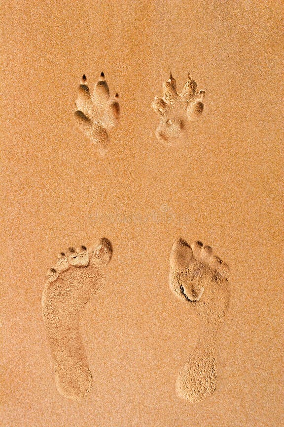Footprints-3 stock photo. Image of animal, relief, guide - 1633728
