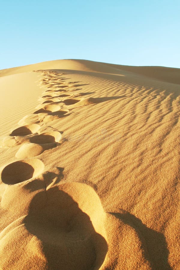 Elephant tracks stock photo. Image of poetic, path, humanity - 1304860