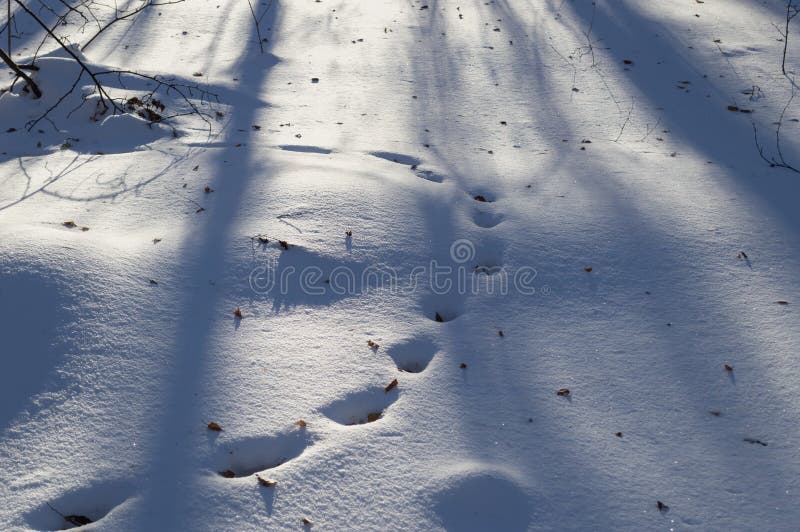 Footprints stock photo. Image of tree, footprints, forest - 84462546
