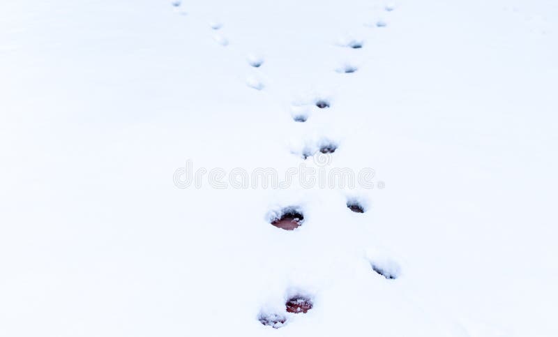 Footprints of Animals and Birds on Deep White Snow Stock Image - Image ...