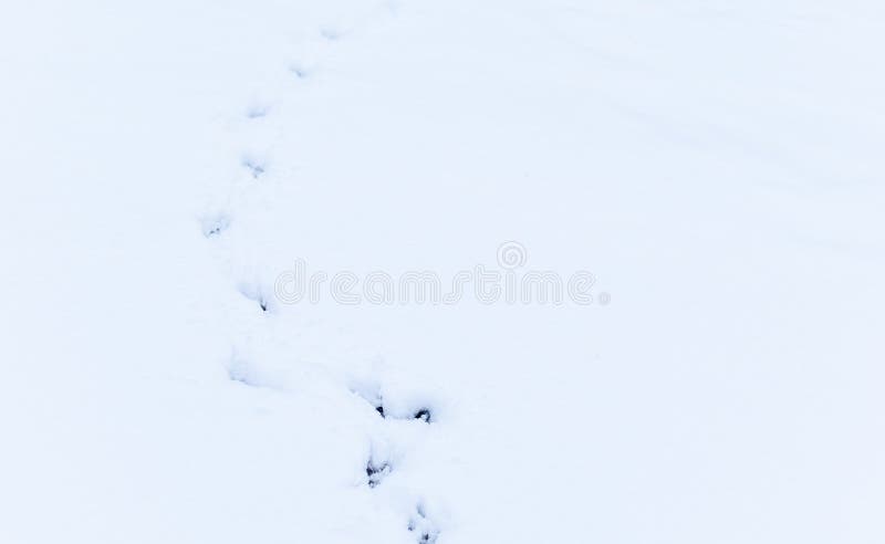 Footprints of Animals and Birds on Deep White Snow Stock Photo - Image ...