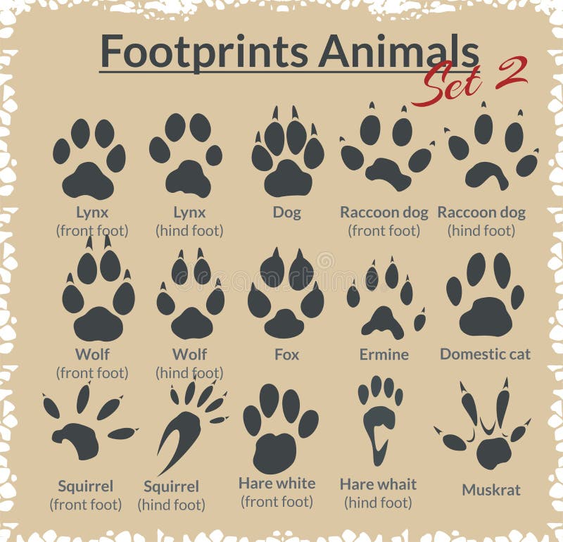 Footprints Animals - Vector Set. Stock Vector - Illustration of animal ...
