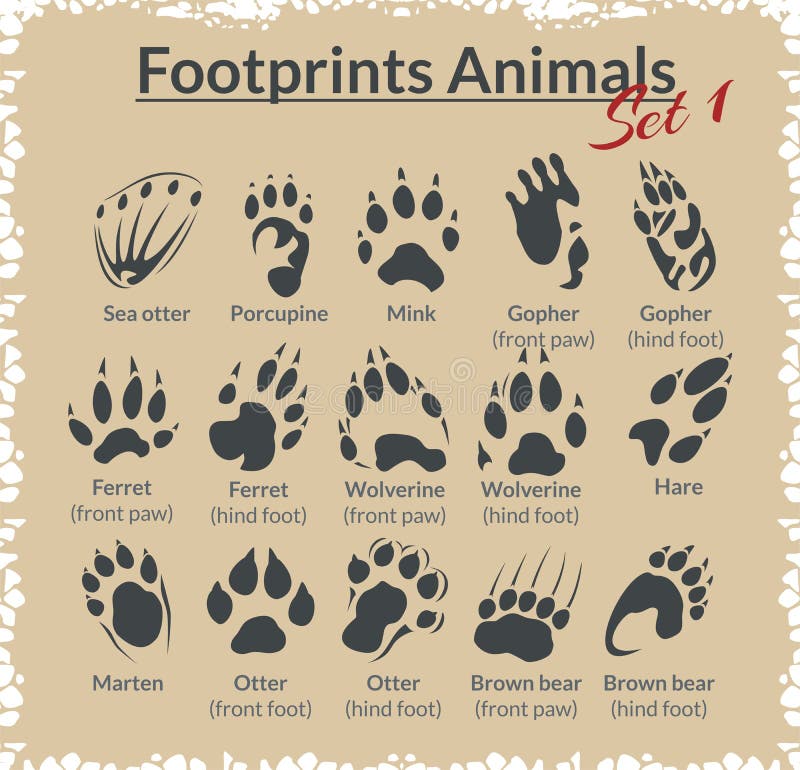 Footprints Animals - Vector Set. Stock Vector - Illustration of animal ...