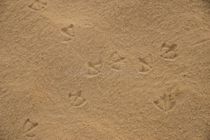 Footprints of Australian Ibis Birds on Wet Beach Sand Stock Photo ...