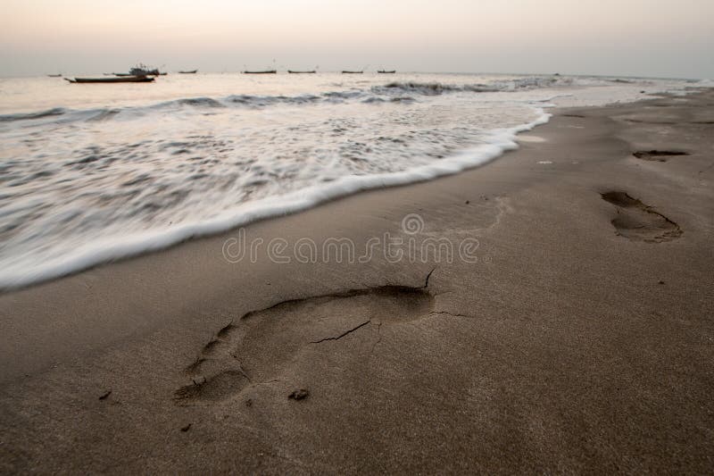 Fisher footprint in snow stock photo. Image of tracks - 142158292