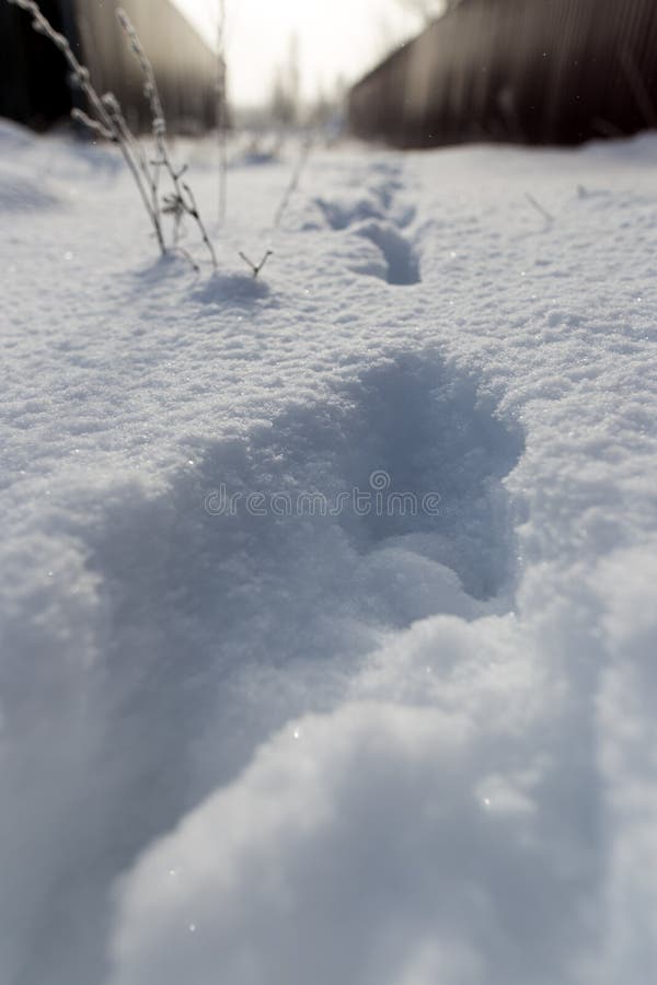 Footprints of the Beast on the Snow in Winter Stock Photo - Image of ...