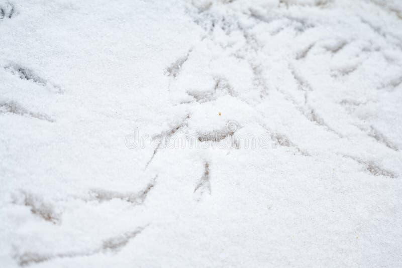 Footprints of a Bird. Lots of Bird Steps in a Thin Layer of Snow in ...