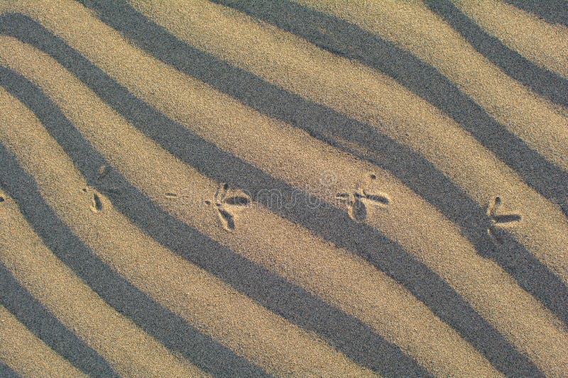 Footprints of a Bird in the Sand Stock Photo - Image of spain, seabird ...