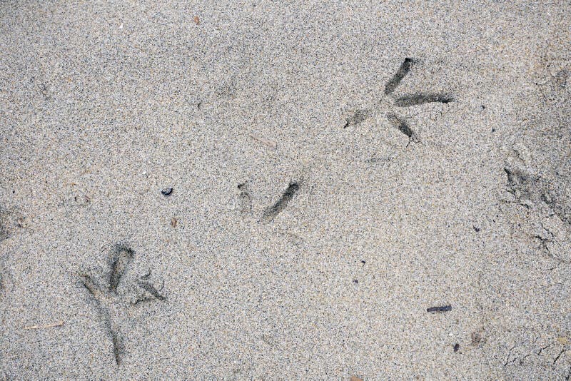 Footprints of birds stock image. Image of closeup, birds - 101381895