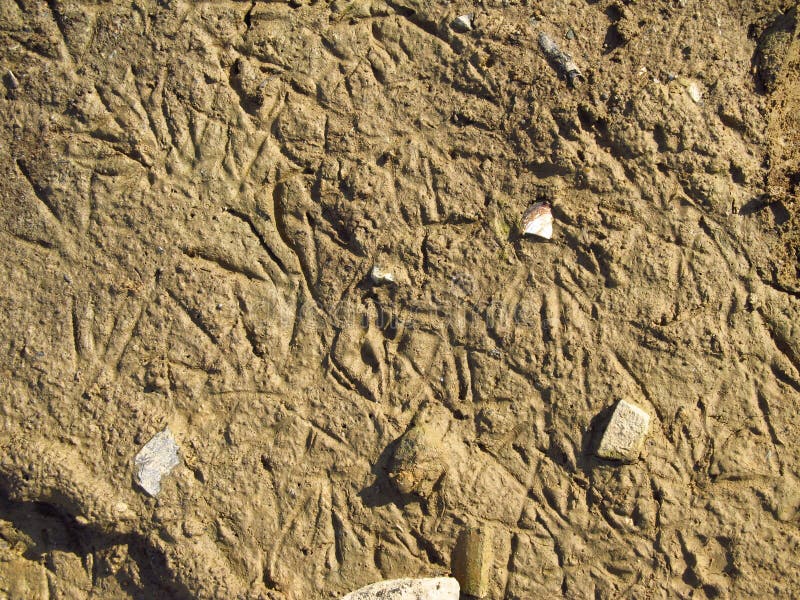 Footprints of birds stock image. Image of clay, bird - 59480633