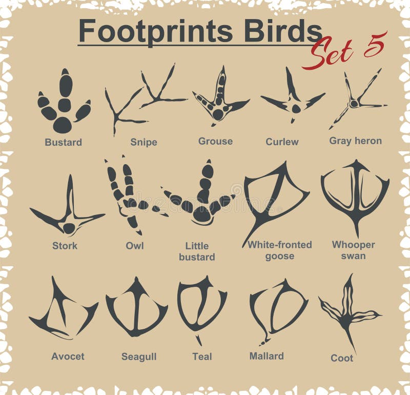 Footprints Birds - Vector Set Stock Vector - Illustration of isolated ...