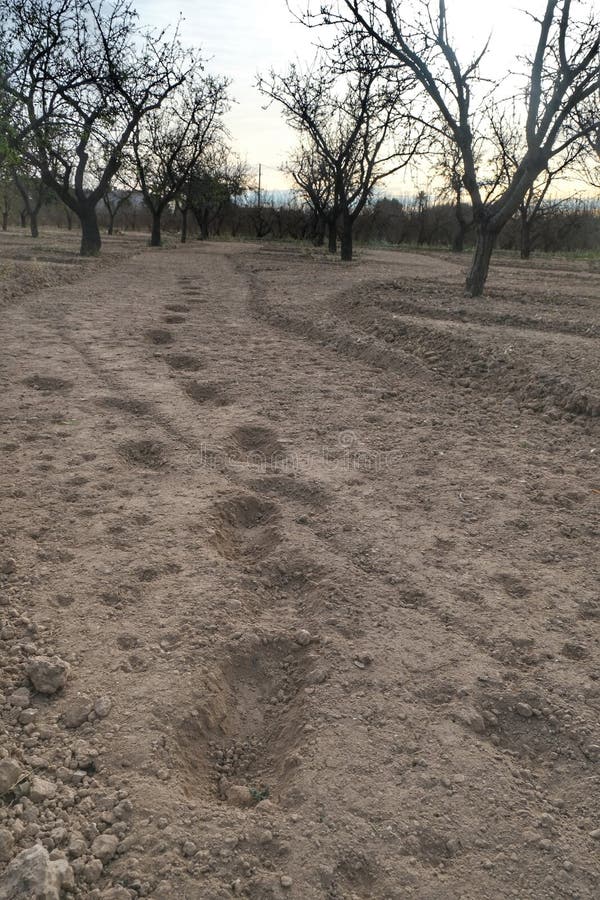 Footprints in the crop. stock image. Image of ground - 277600997