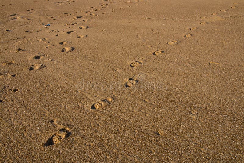 Footprints Crossing Over Clean Beach Sand Stock Image - Image of shore ...