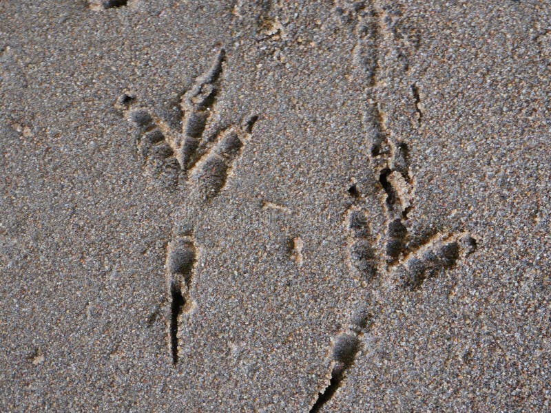 Footprints crow in sand stock image. Image of bird, predator - 155927391