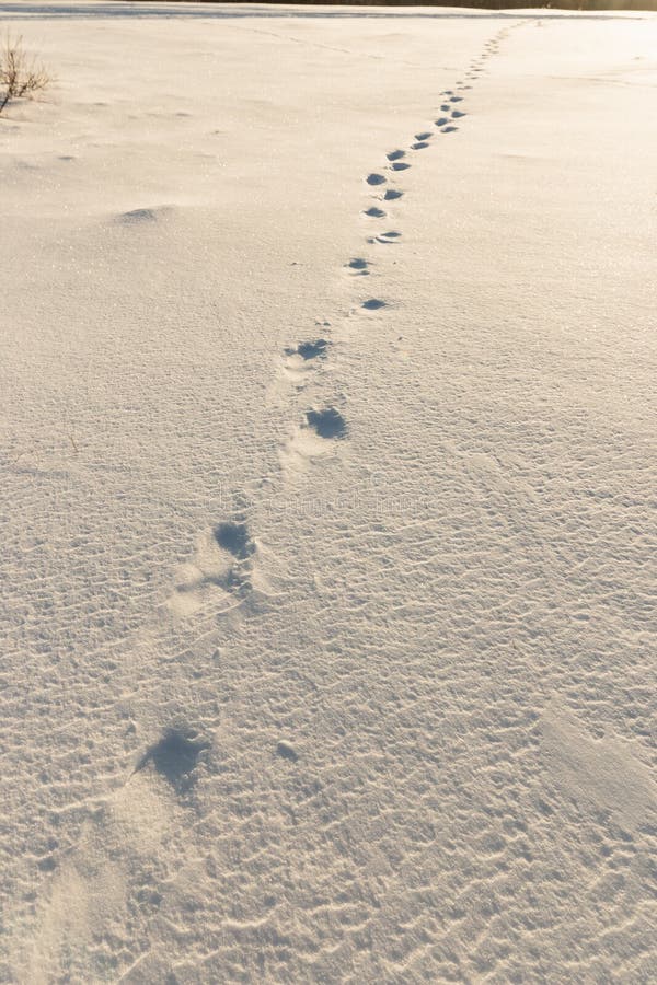 Footprints in the Deep Snow in a White Box Stock Image - Image of ...