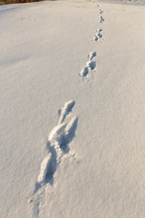 Footprints in the Deep Snow in a White Box Stock Photo - Image of foot ...