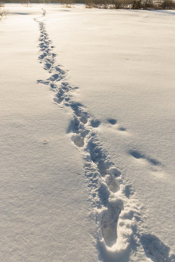 Footprints in the Deep Snow in a White Box Stock Image - Image of ...