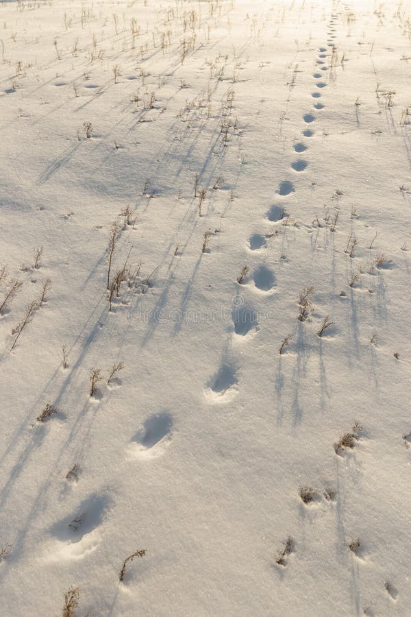 Footprints in the Deep Snow in a White Box Stock Photo - Image of ...